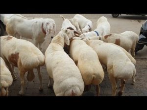 Dumba Farming – Rabala Agro Industries Ltd