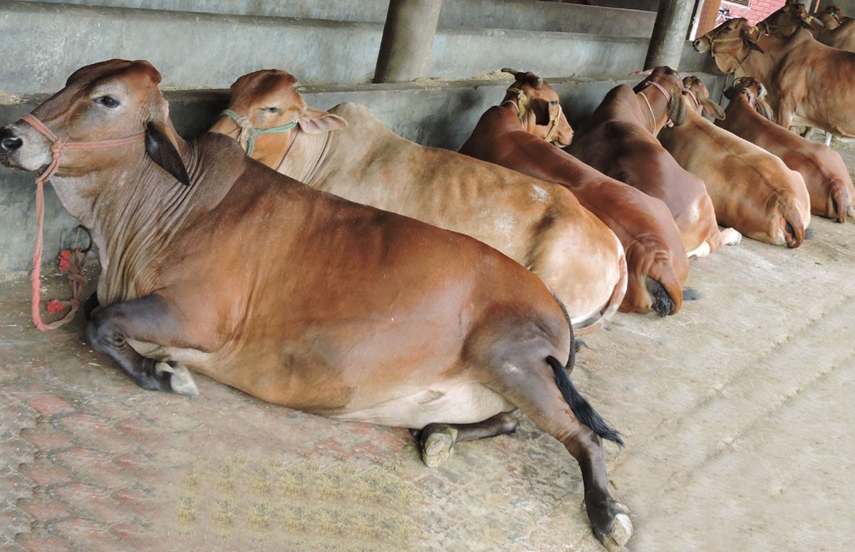 Beef Fattening Farming – Rabala Agro Industries Ltd