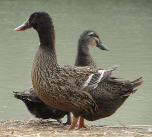 Duck Farming – Rabala Agro Industries Ltd