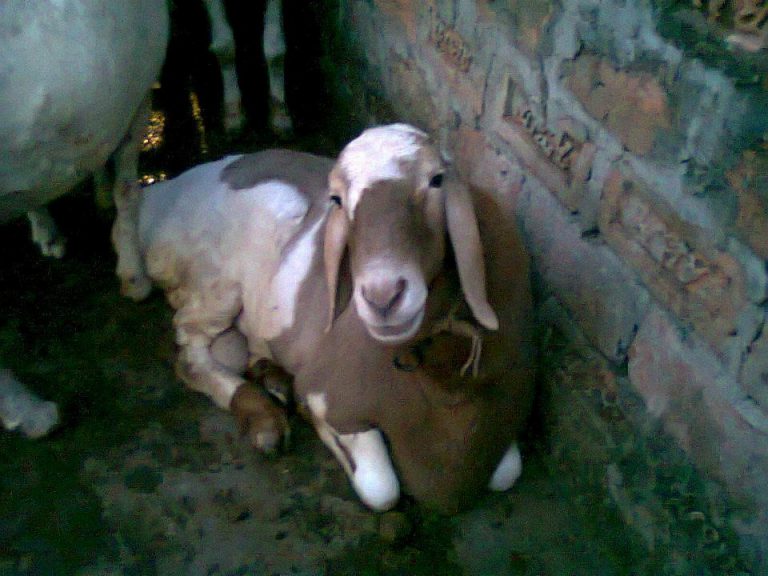 Dumba Farming – Rabala Agro Industries Ltd